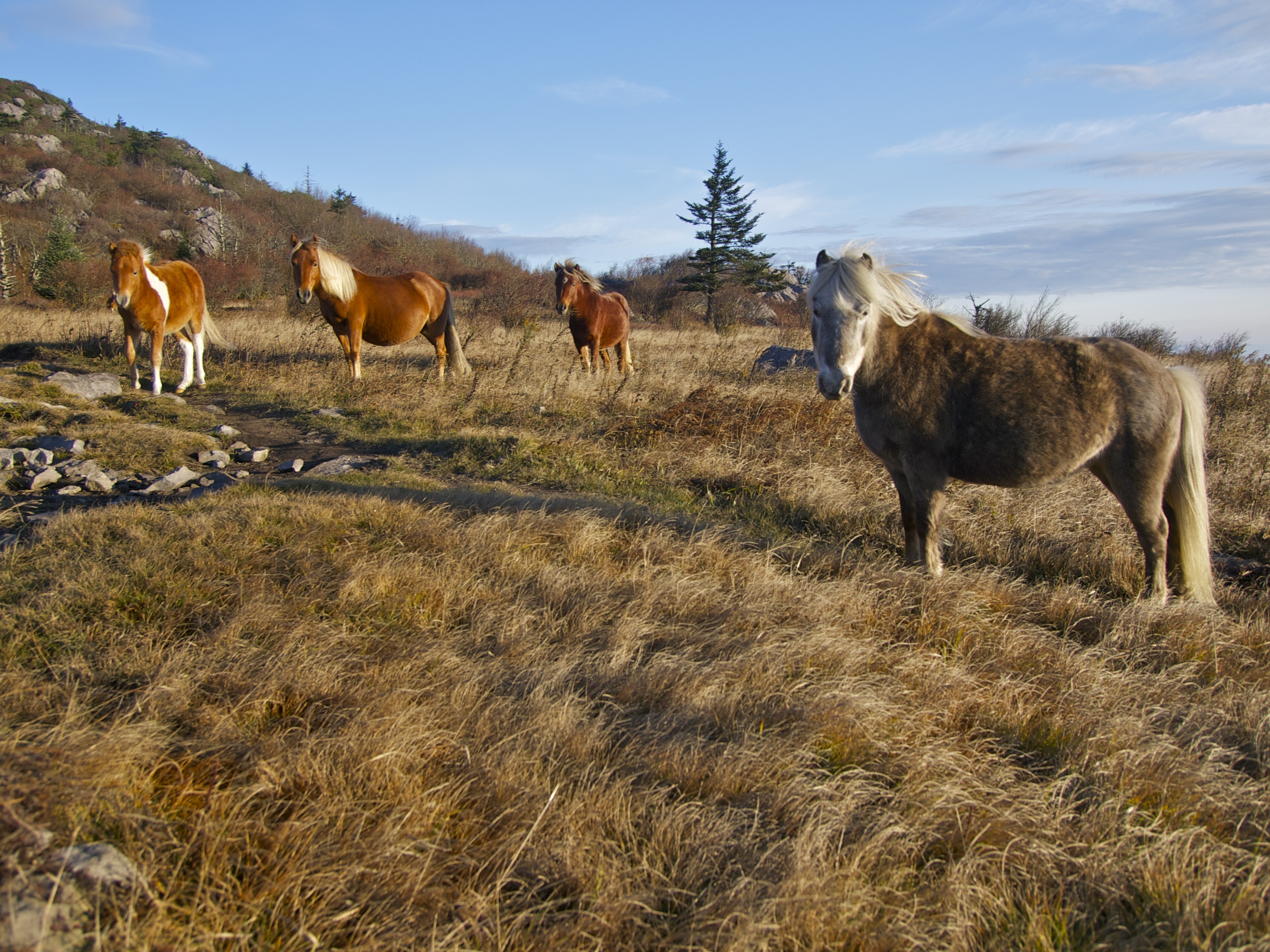ponies (1)