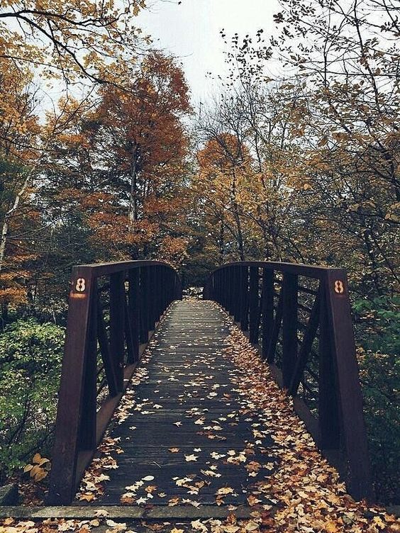 Second Year Vibes: Fall Memories