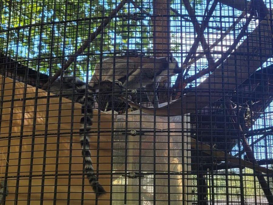 Animal Behavior Course Field Trip to Duke Lemur Center